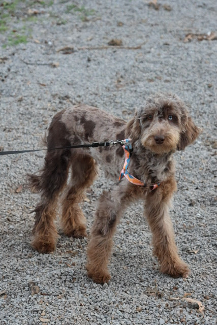 Hat - Men's Cap W/Circle Logo; Heather Grey/Black – Ashcraft Beef